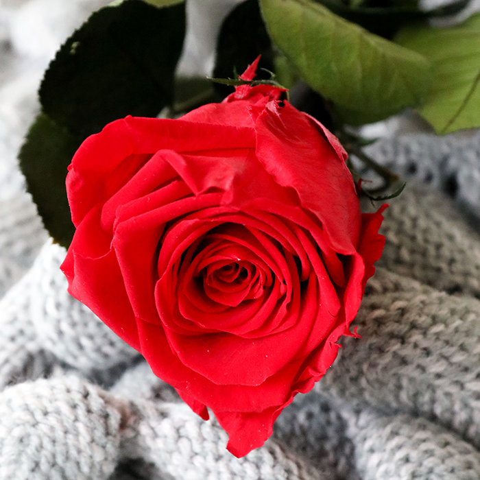 The ultimate Proposal accessories – Petals and Roses