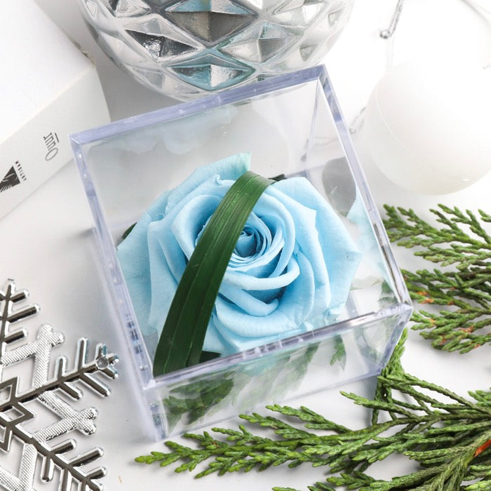 Baby Blue Rose Cube – Petals and Roses